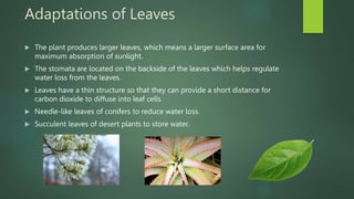 Anatomy Of Leaf Class 11th Biology Pranav Singh 11-A.pptx