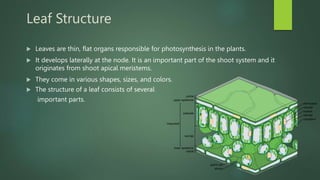 Anatomy Of Leaf Class 11th Biology Pranav Singh 11-A.pptx