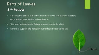 Anatomy Of Leaf Class 11th Biology Pranav Singh 11-A.pptx