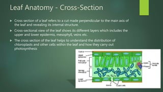 Anatomy Of Leaf Class 11th Biology Pranav Singh 11-A.pptx