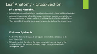 Anatomy Of Leaf Class 11th Biology Pranav Singh 11-A.pptx