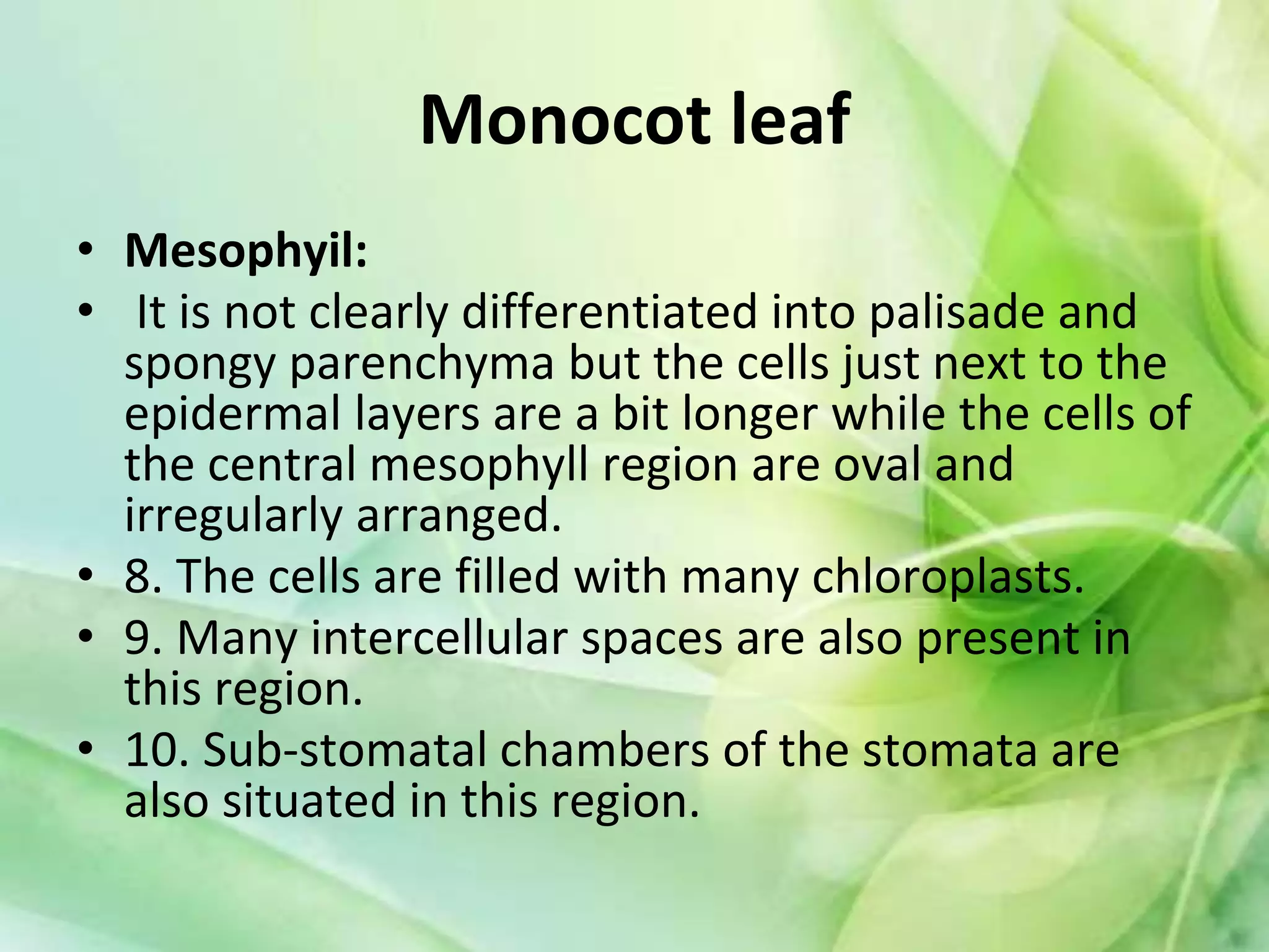 Anatomy of leaves | PPTX
