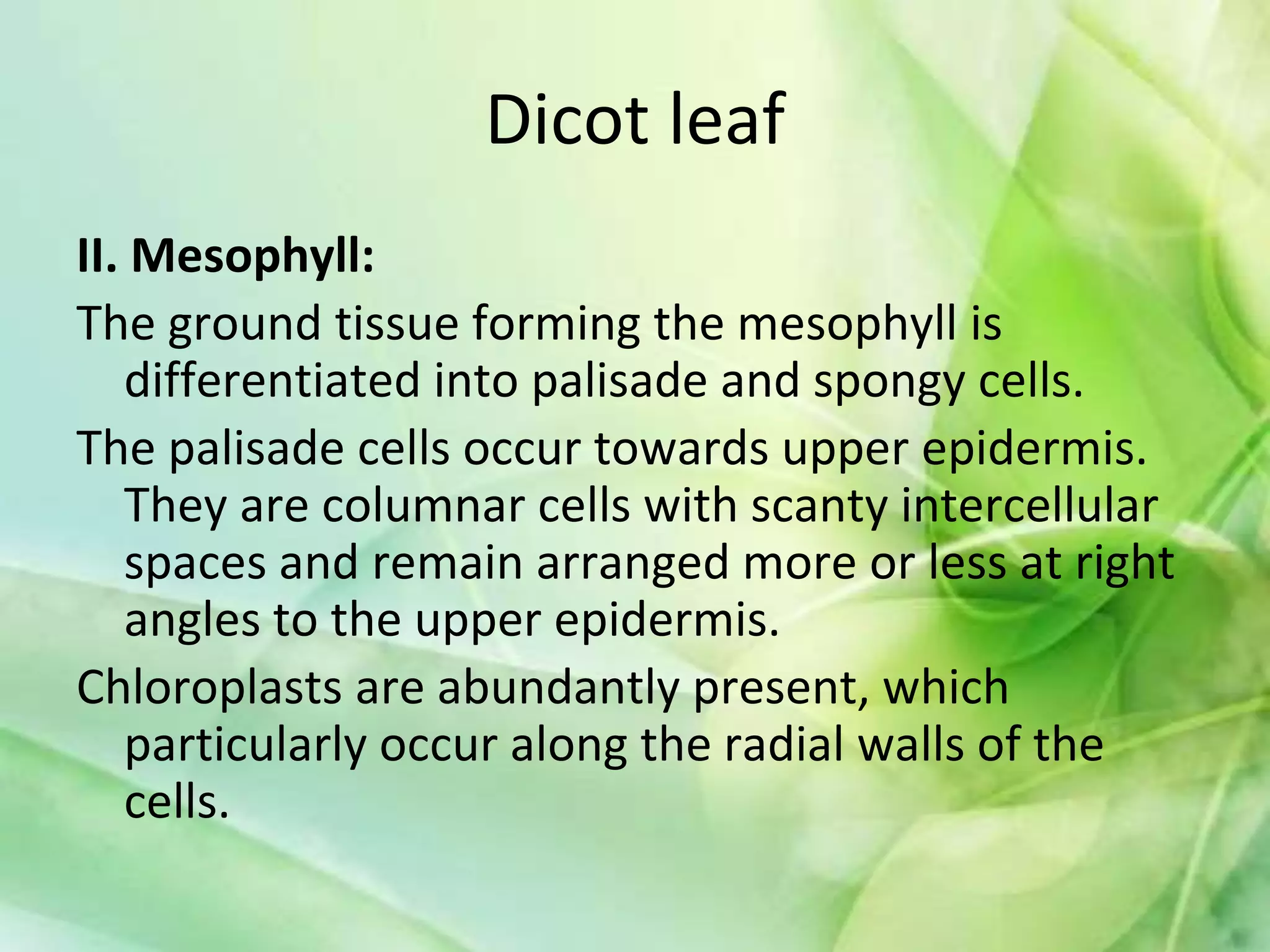 Anatomy of leaves | PPTX