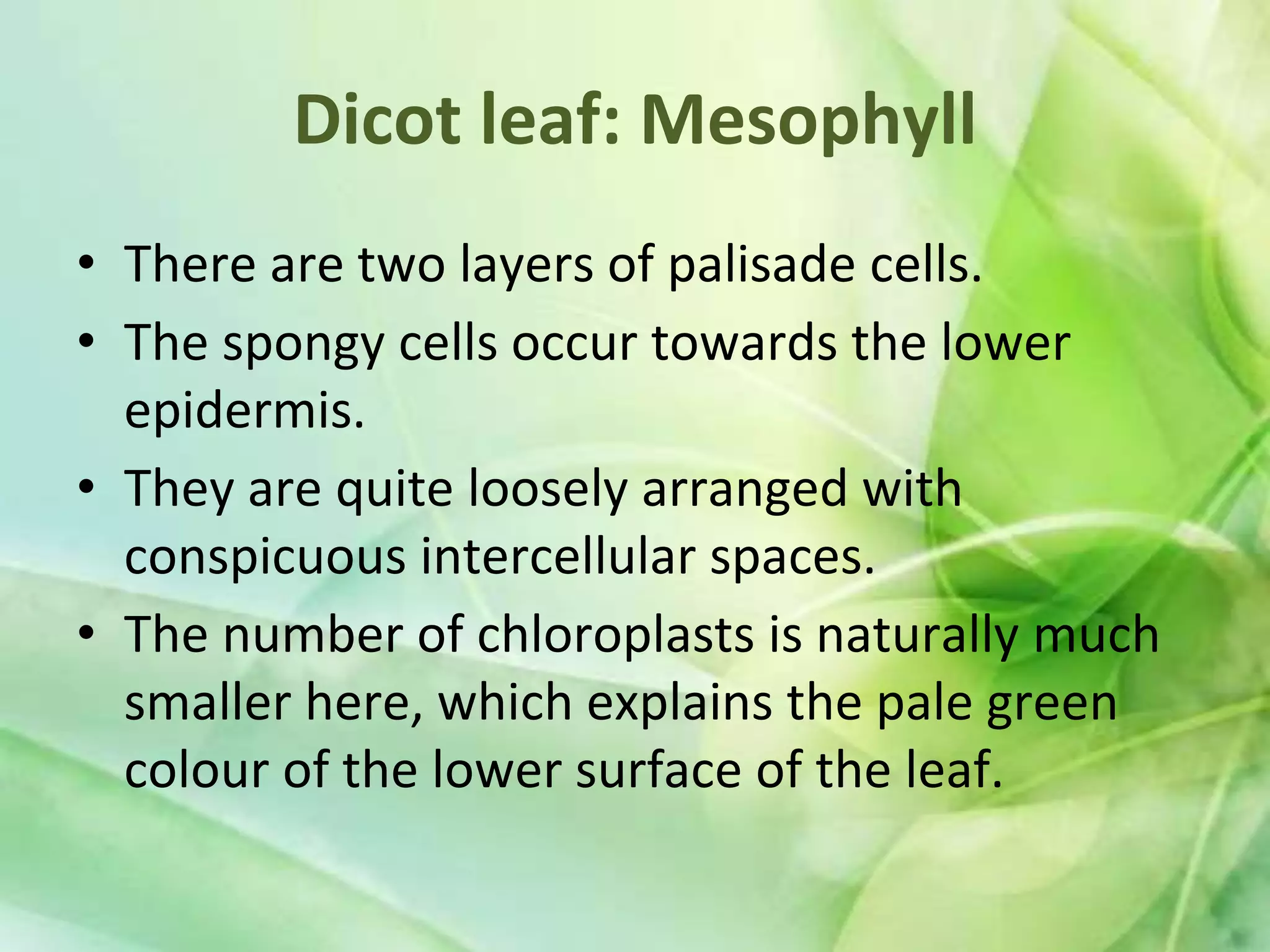 Anatomy of leaves | PPTX