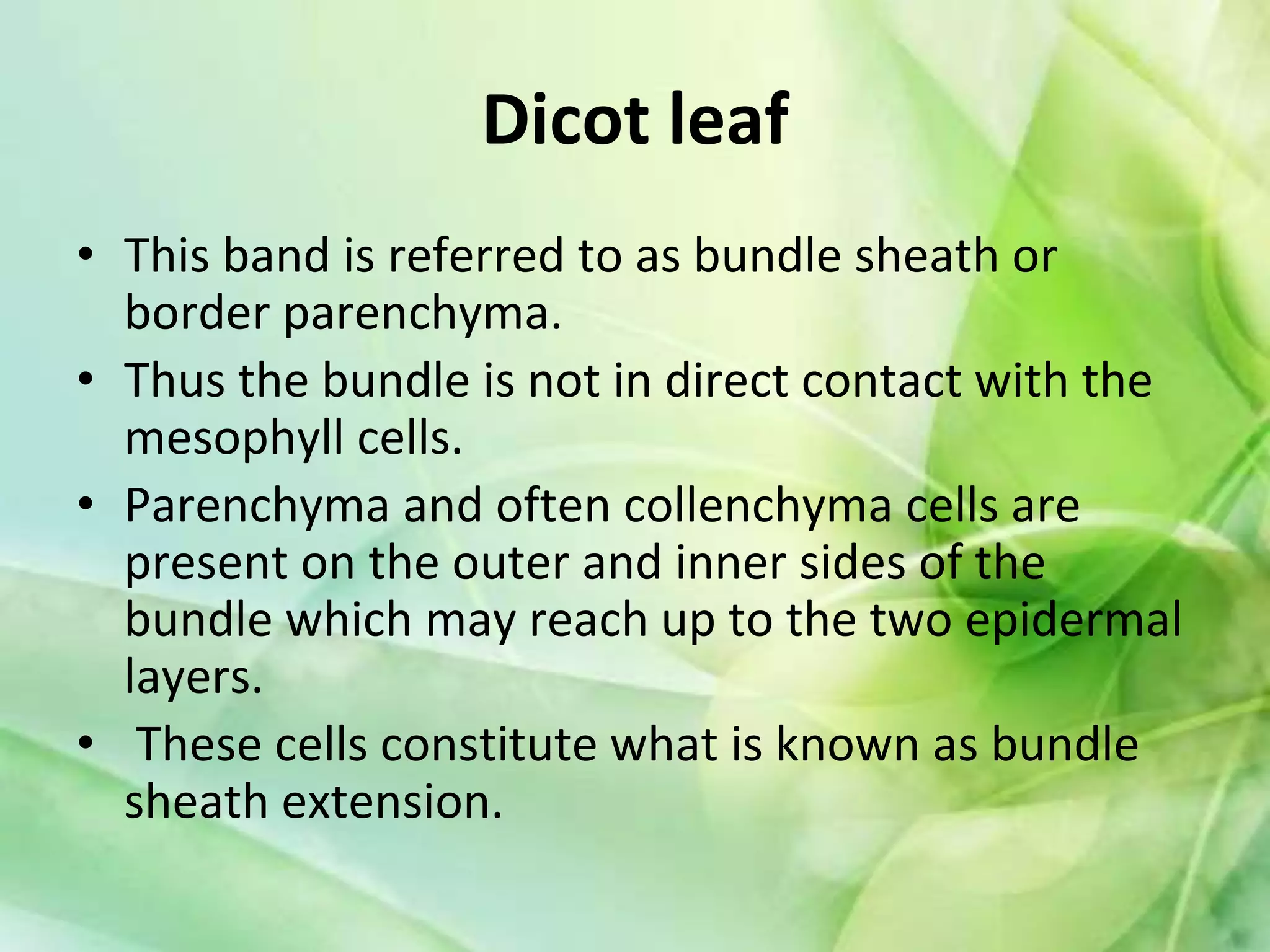 Anatomy of leaves | PPTX