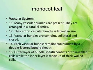 Anatomy of leaves | PPTX