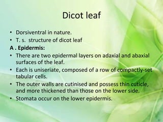 Anatomy of leaves | PPTX