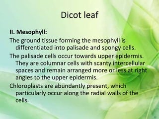 Anatomy of leaves | PPTX