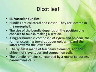 Anatomy of leaves | PPTX