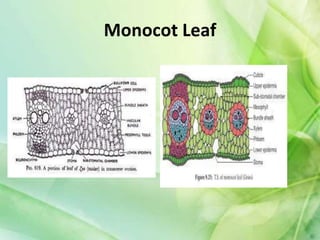 Anatomy of leaves | PPTX
