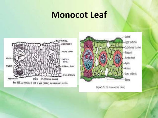 Anatomy of leaves | PPTX | Gardening | Home & Garden