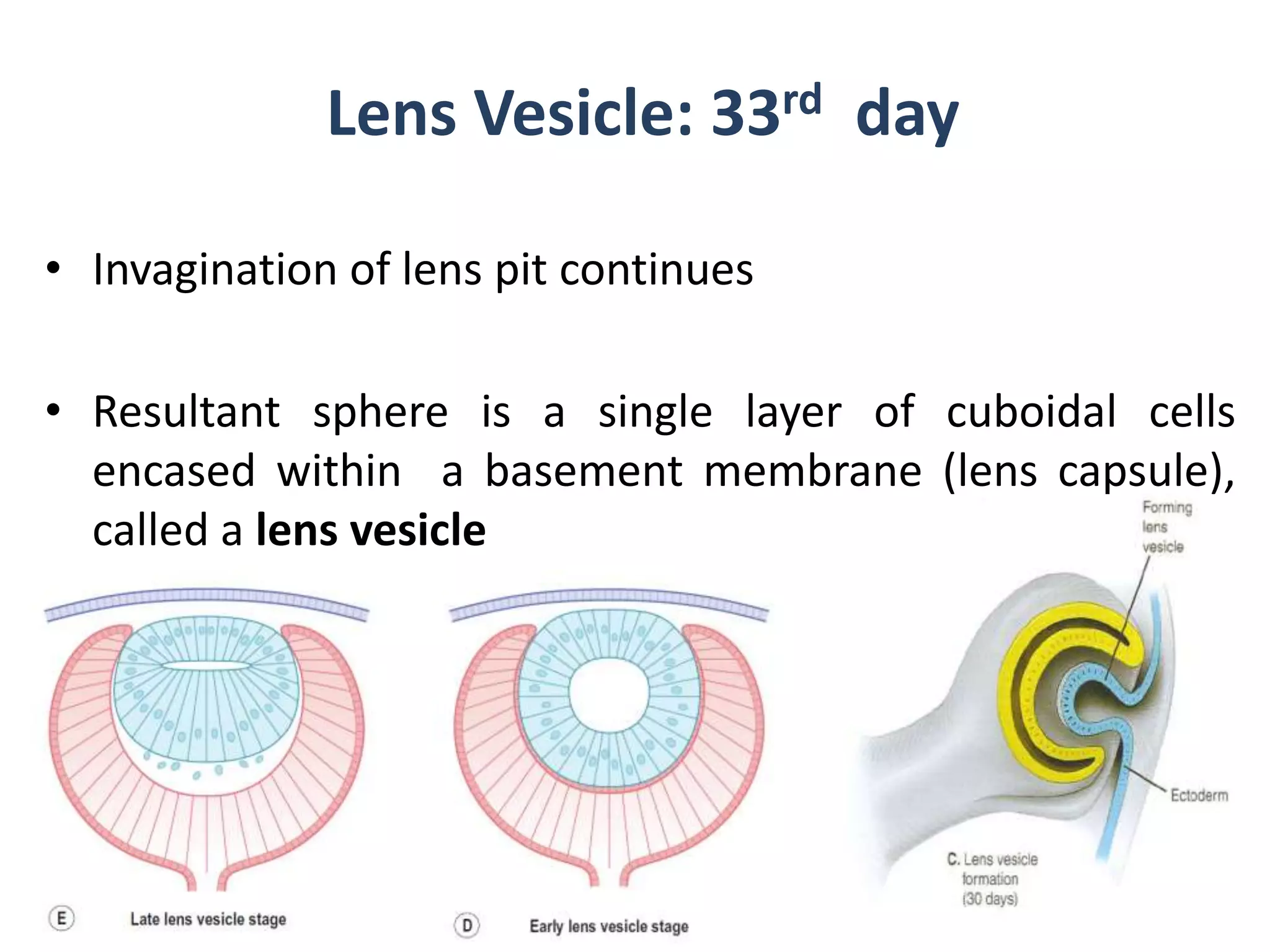 Anatomy of lens | PPTX