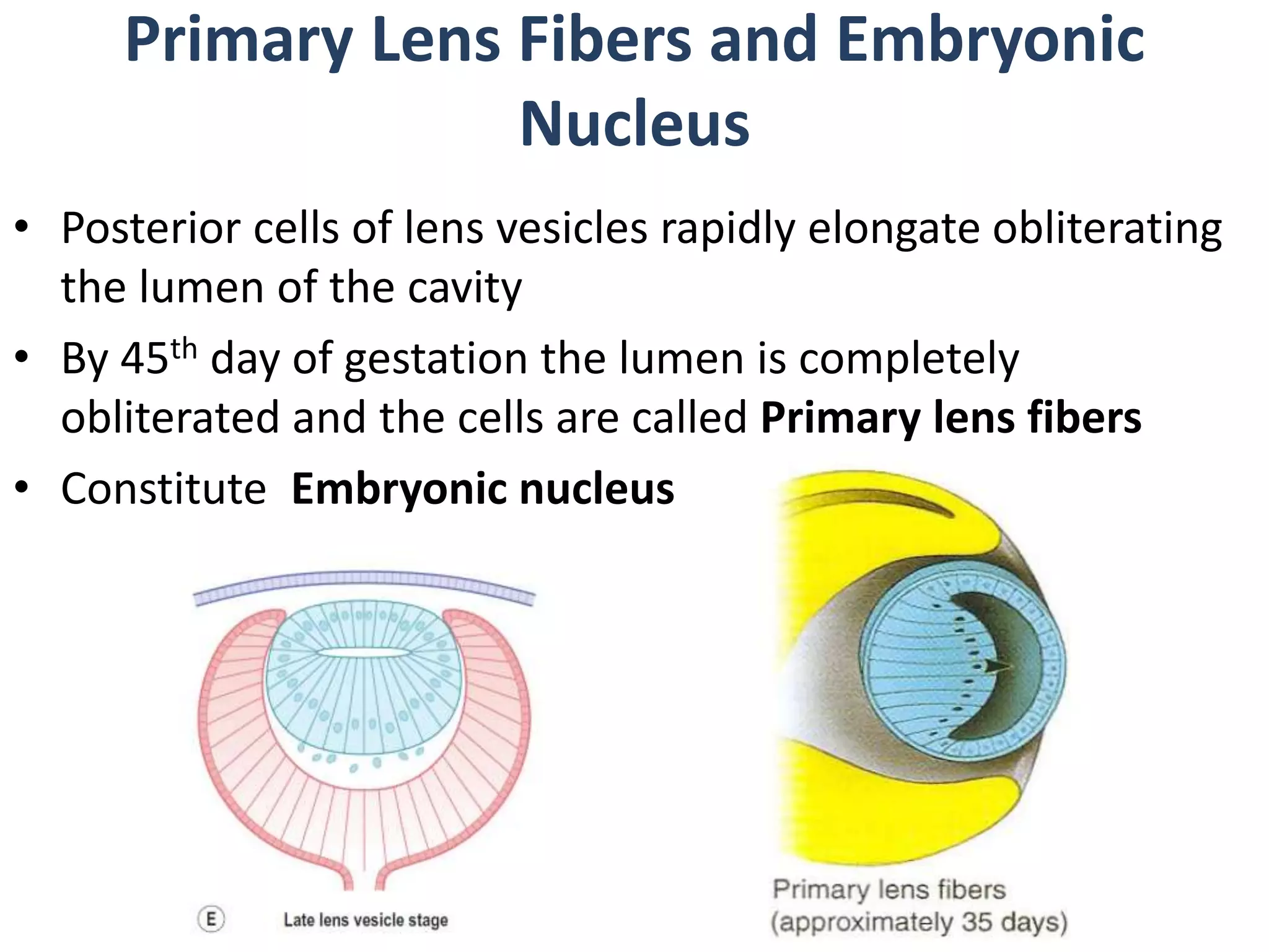Anatomy of lens | PPTX