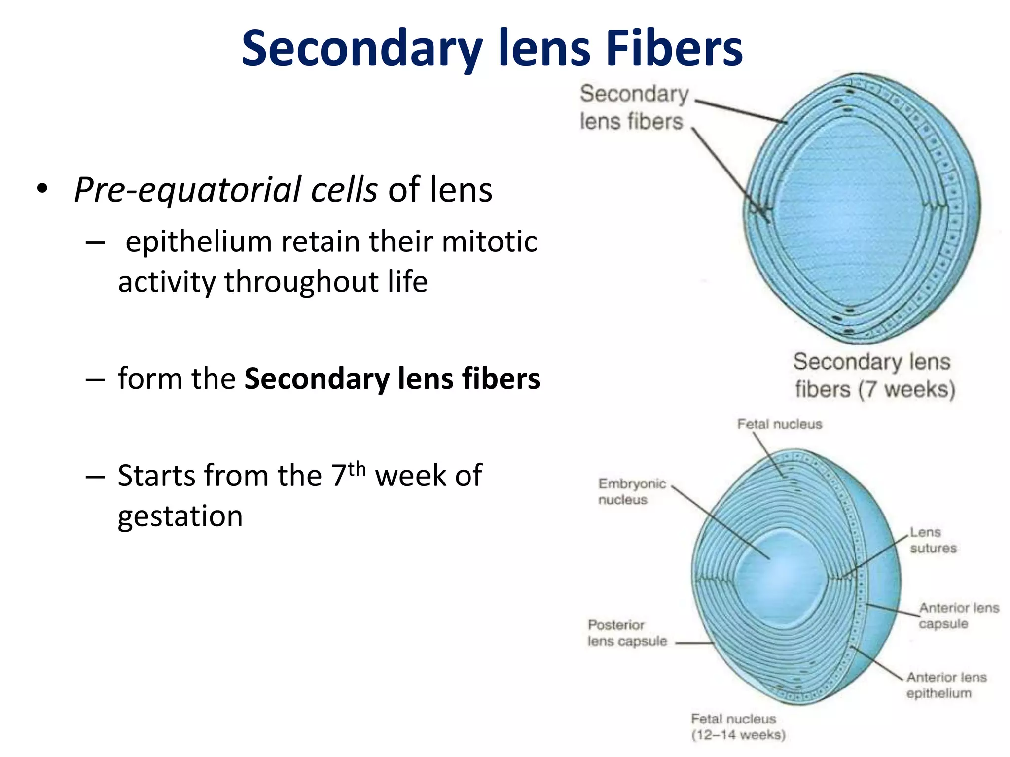 Anatomy of lens | PPTX | Eye and Vision Conditions | Diseases and ...