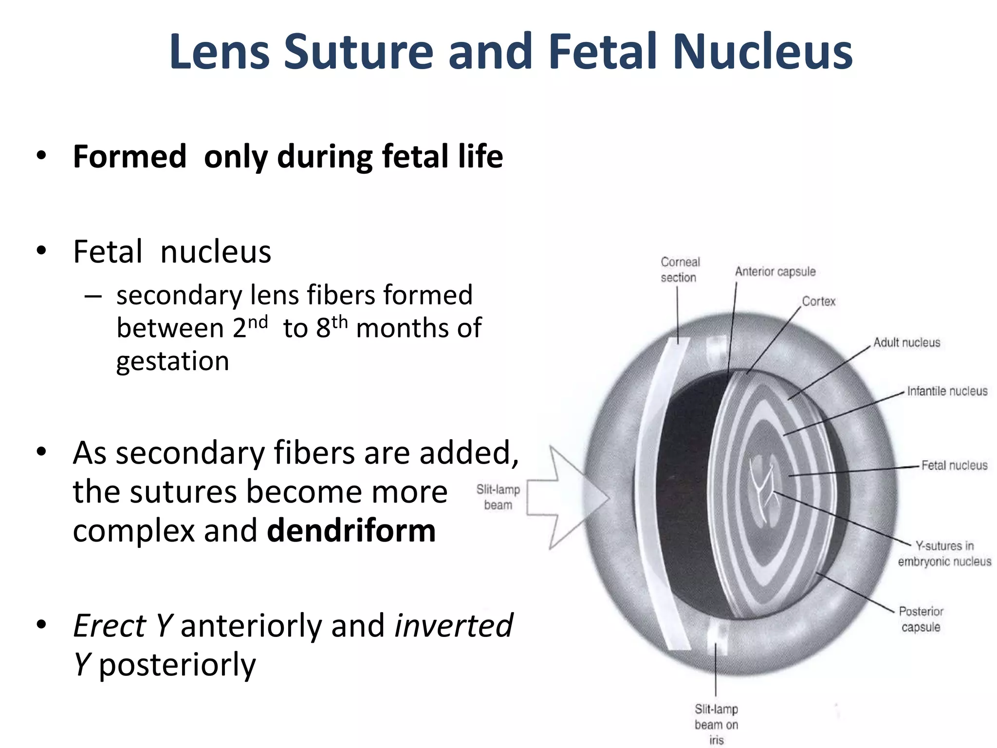 Anatomy of lens | PPTX