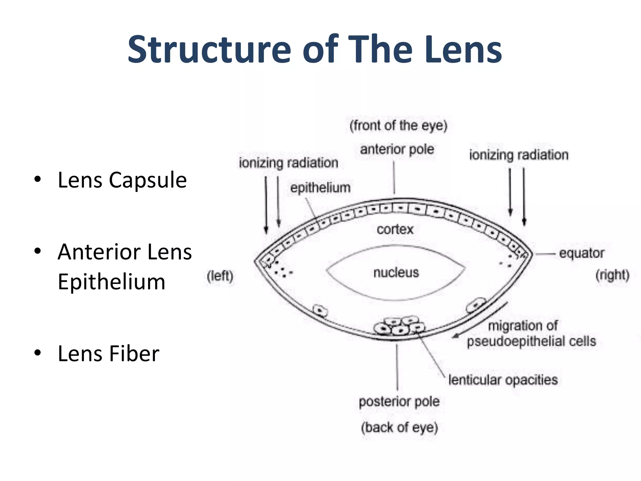 Anatomy of lens | PPTX