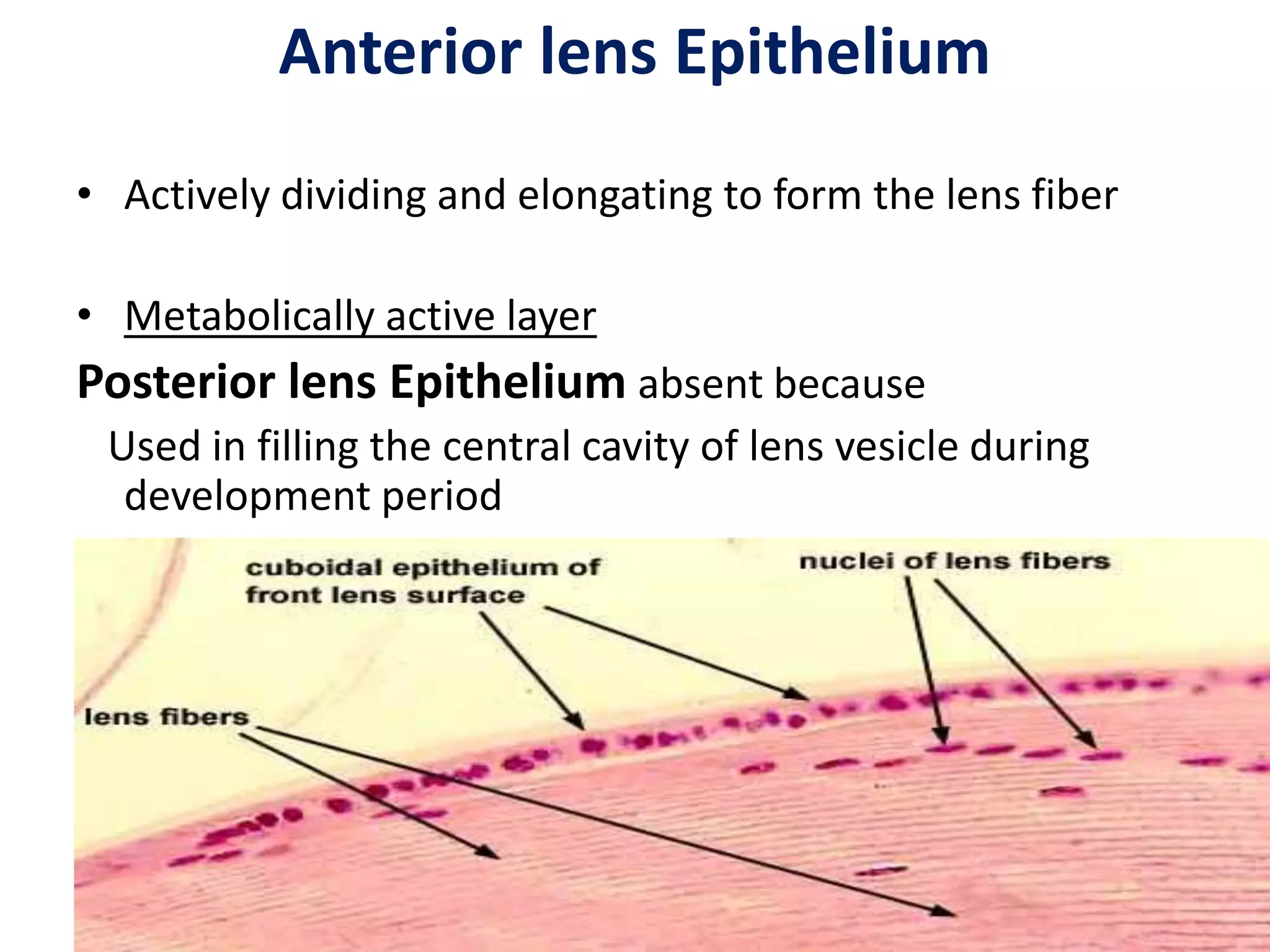 Anatomy of lens | PPTX