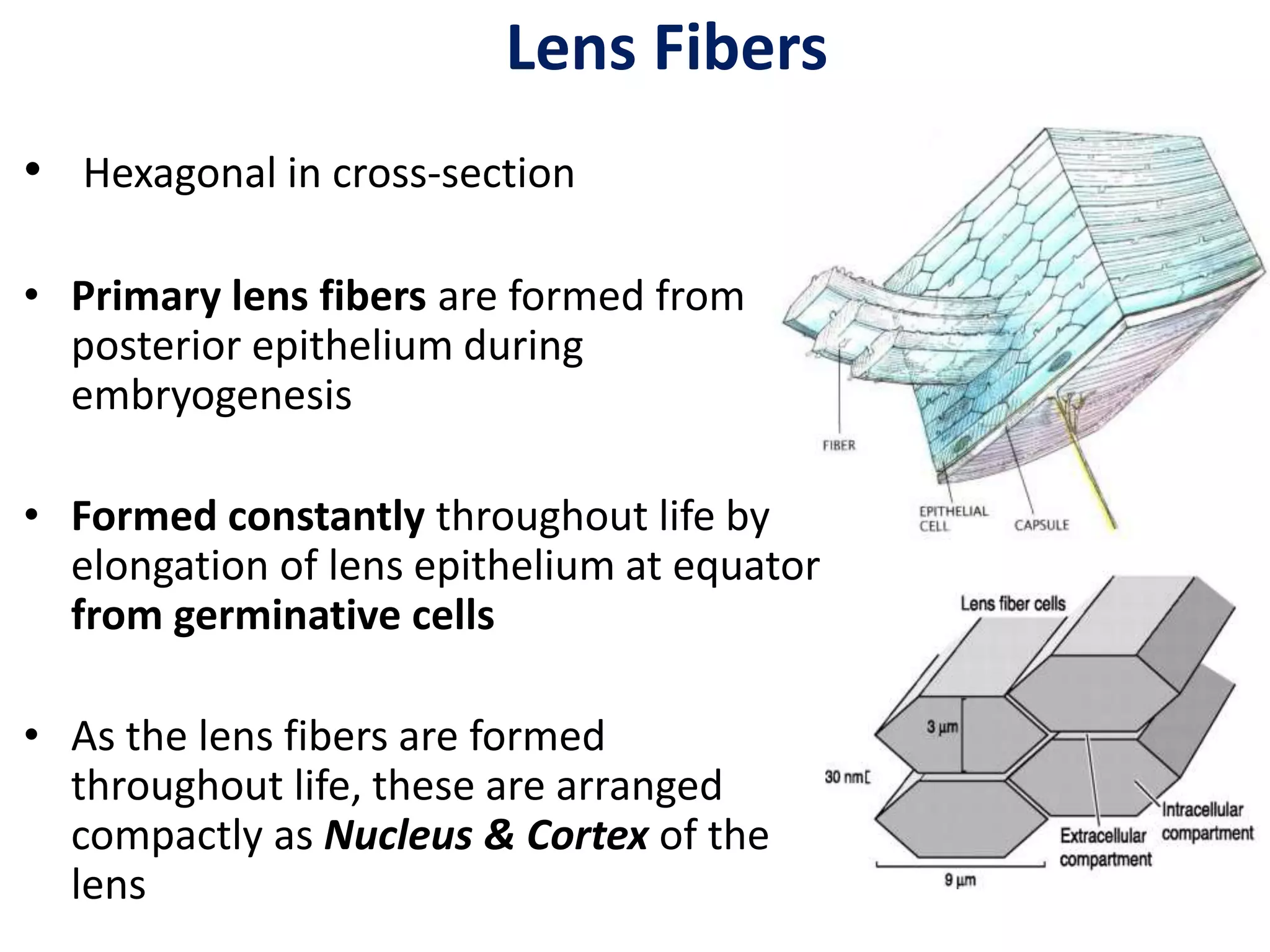 Anatomy of lens | PPTX