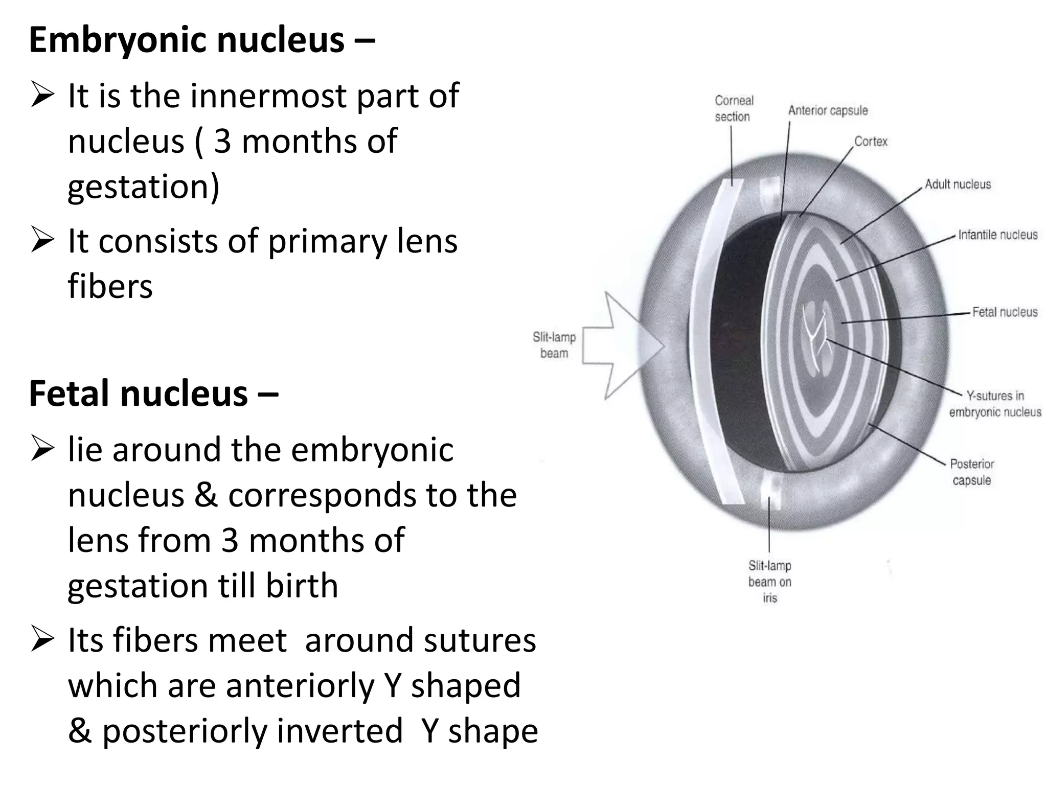Anatomy of lens | PPTX | Eye and Vision Conditions | Diseases and ...
