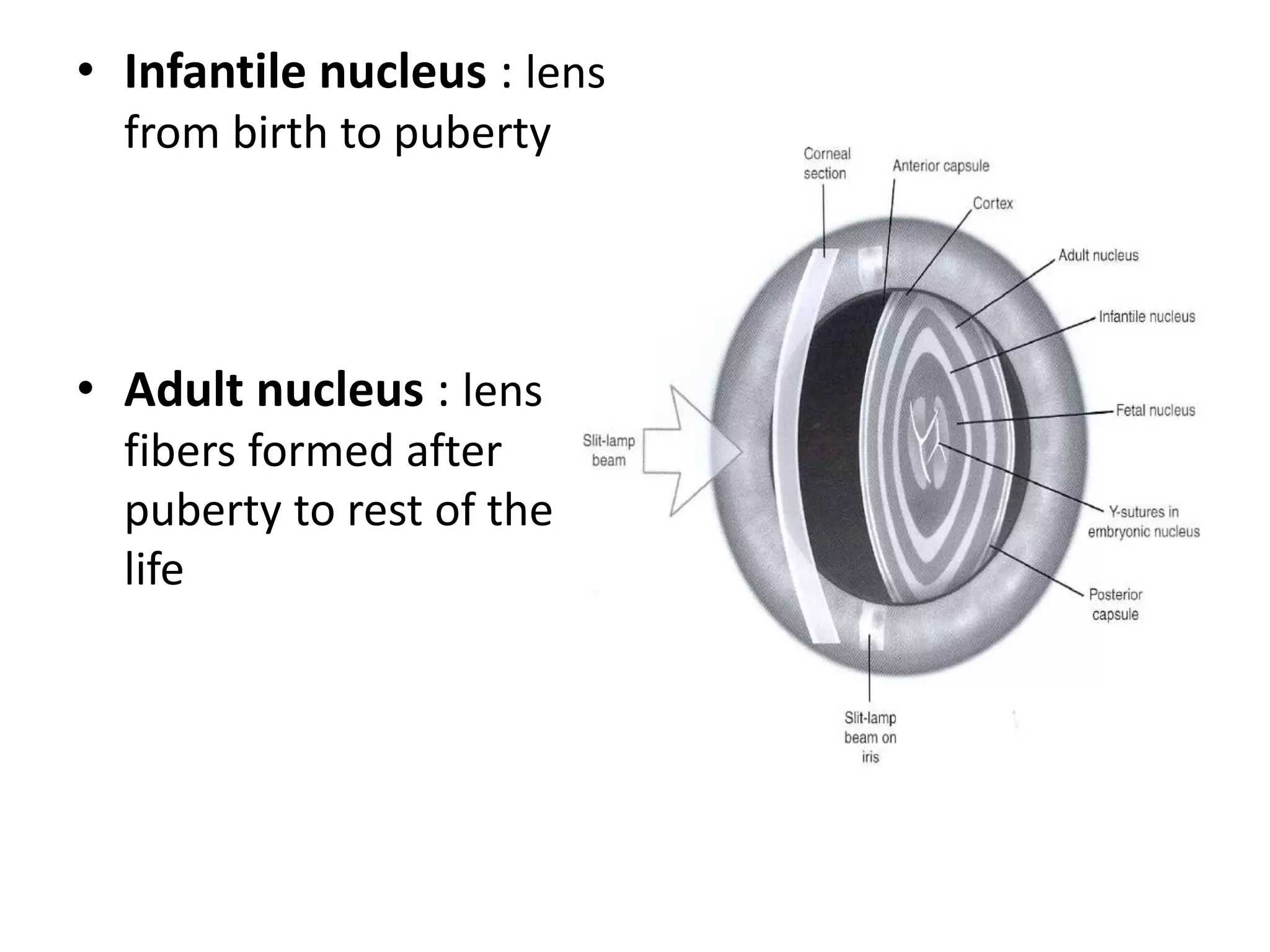 Anatomy of lens | PPTX | Eye and Vision Conditions | Diseases and ...