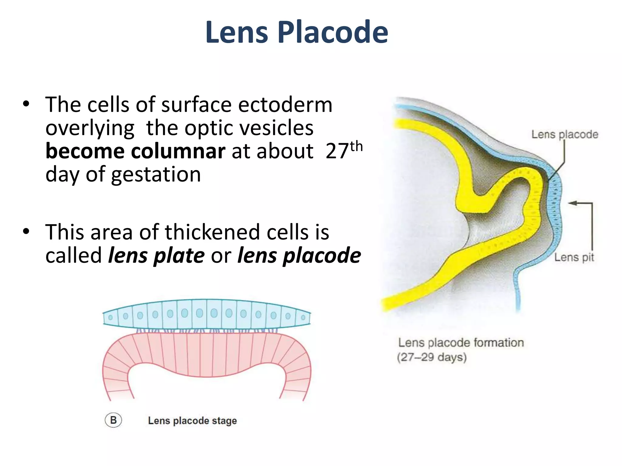 Anatomy of lens | PPTX