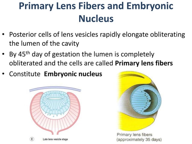 Anatomy of lens | PPTX | Eye and Vision Conditions | Diseases and ...