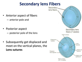 Anatomy of lens | PPTX