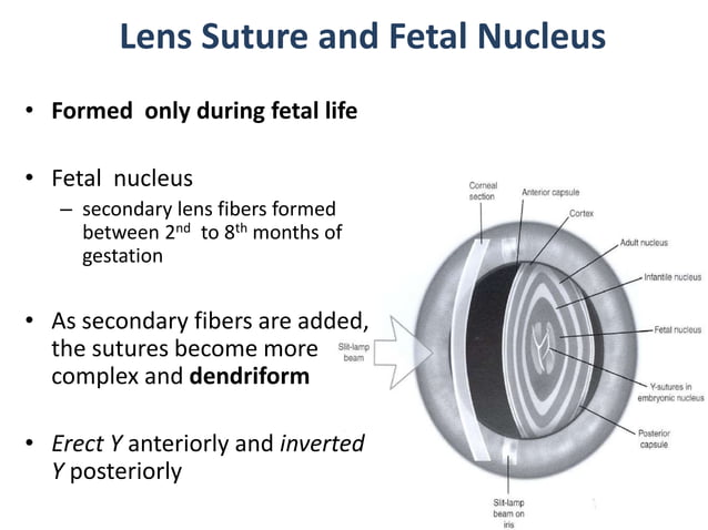 Anatomy of lens | PPTX | Eye and Vision Conditions | Diseases and ...