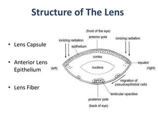 Anatomy of lens | PPTX