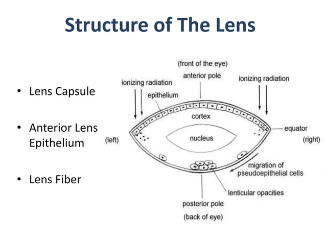 Anatomy of lens | PPTX | Eye and Vision Conditions | Diseases and ...