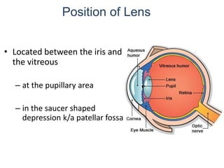 Anatomy of lens | PPTX