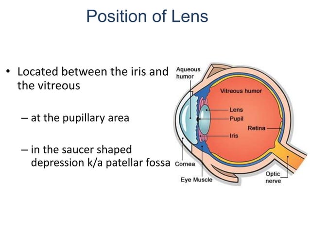 Anatomy of lens | PPTX | Eye and Vision Conditions | Diseases and ...