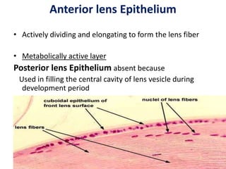 Anatomy of lens | PPTX