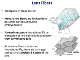 Anatomy of lens | PPTX