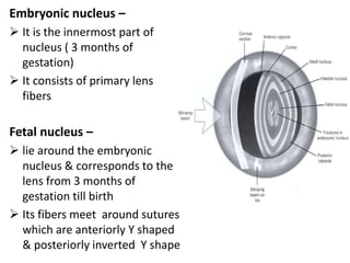 Anatomy of lens | PPTX