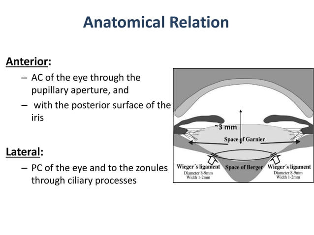 Anatomy of lens | PPTX | Eye and Vision Conditions | Diseases and ...