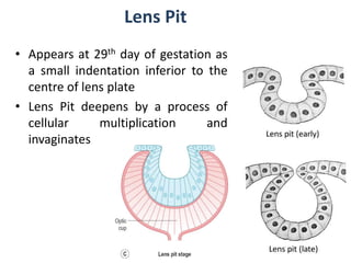 Anatomy of lens | PPTX