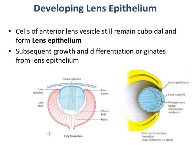 Anatomy of lens