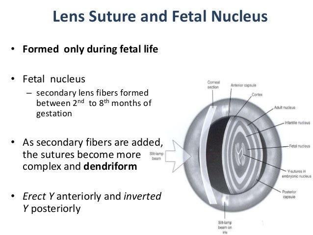 Anatomy of lens