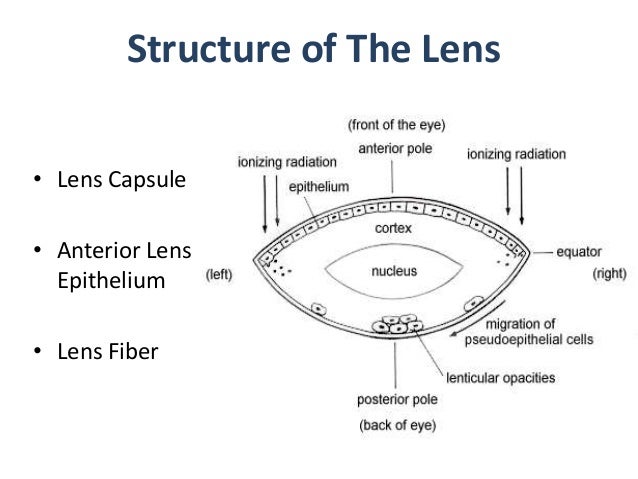 Anatomy of lens