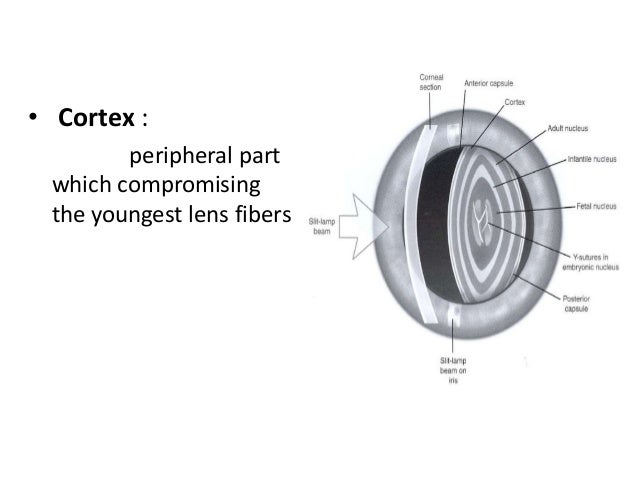 Anatomy of lens