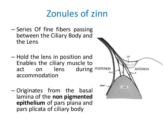 Anatomy of lens