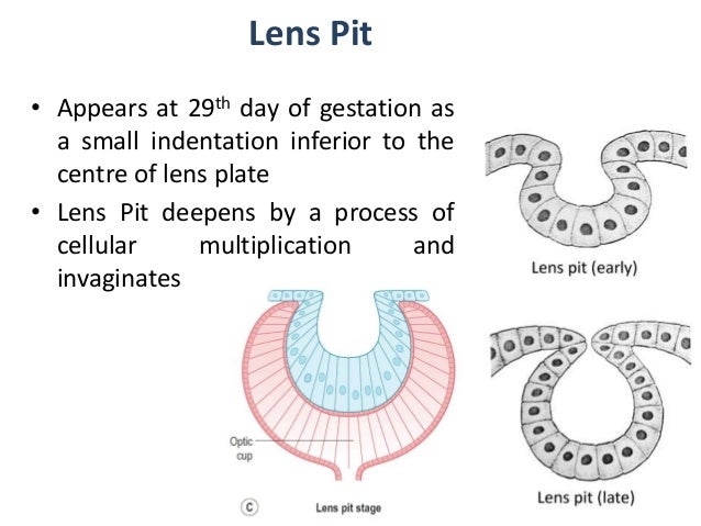 Anatomy of lens
