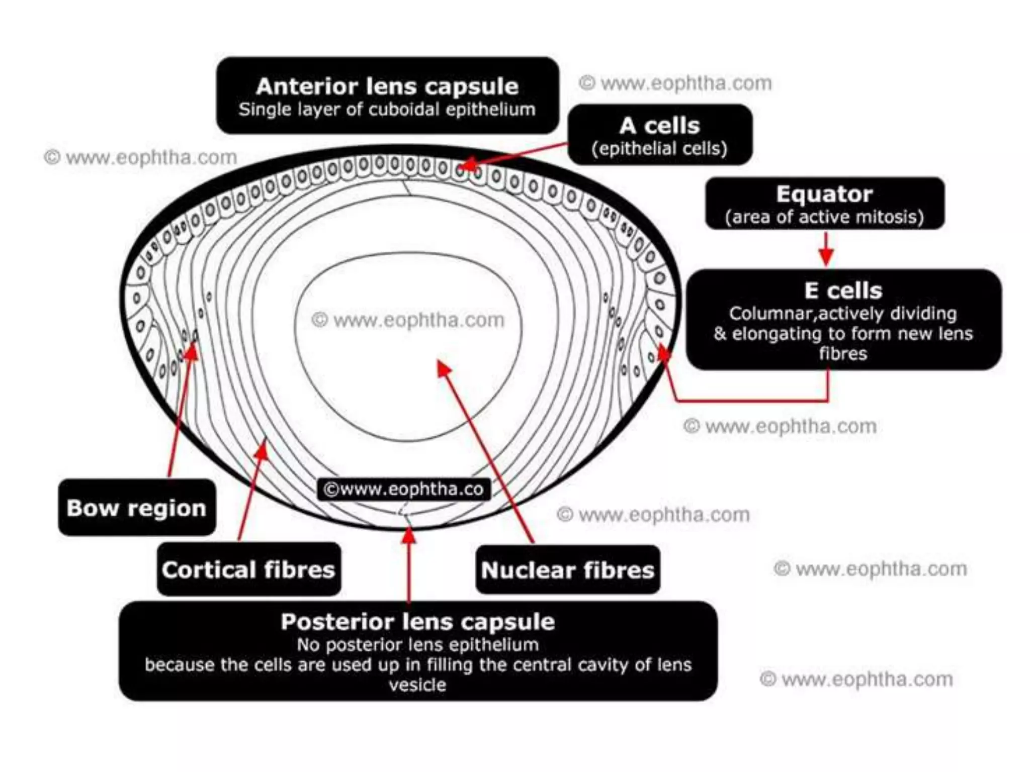 Anatomy of lens | PPTX