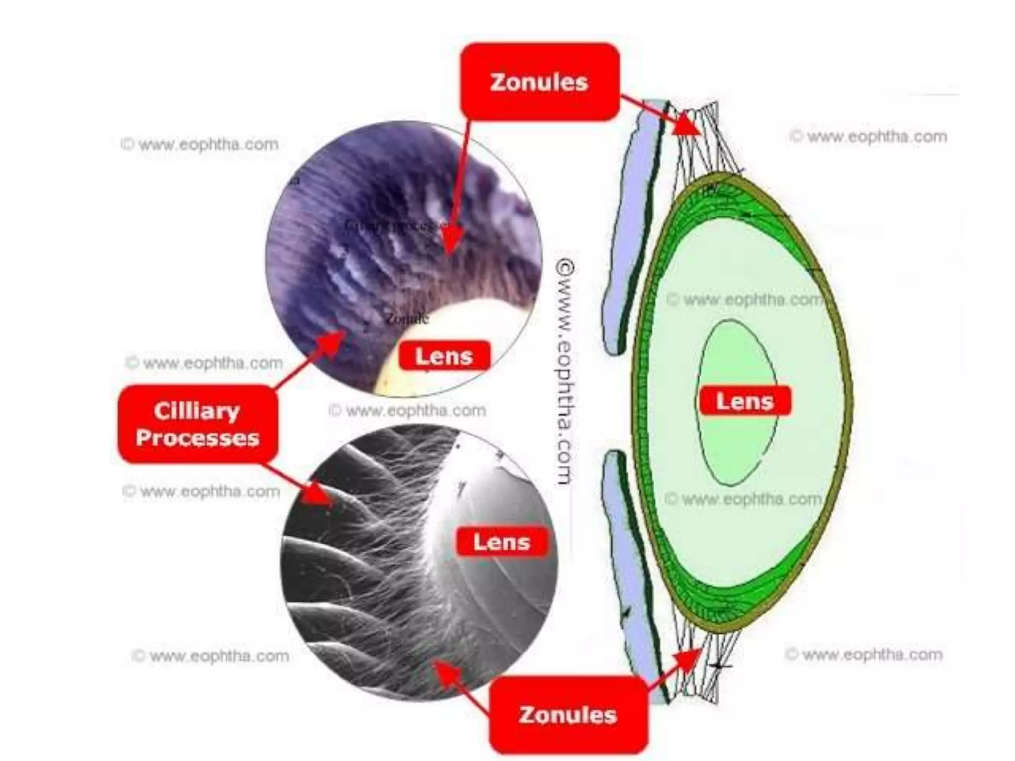 Anatomy of lens | PPTX