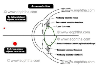 Anatomy of lens | PPTX