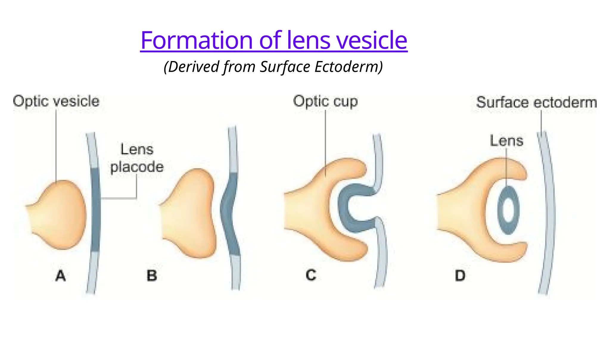 Anatomy of Lens and physiology of lens ppt | PPT