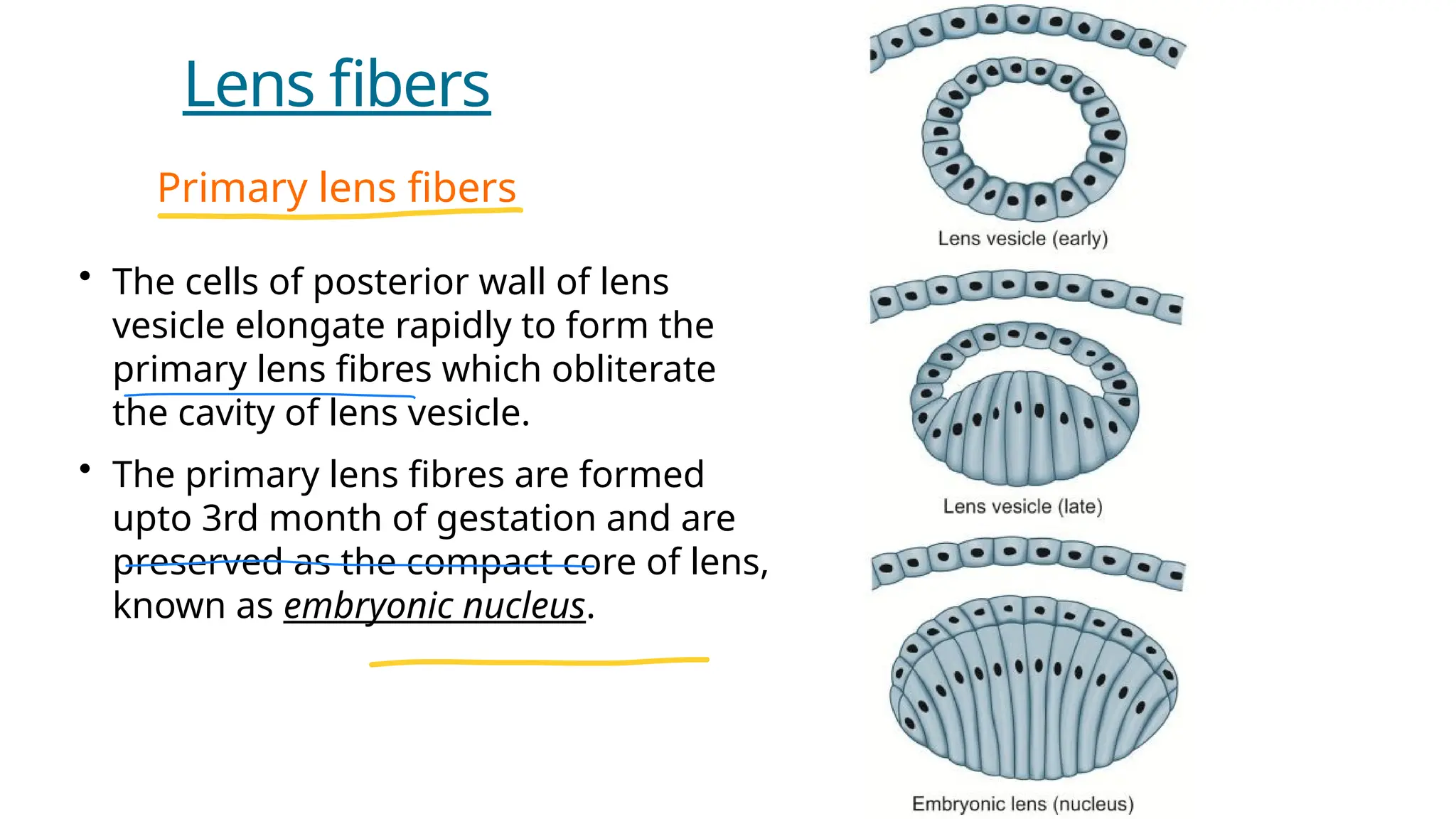 Anatomy of Lens and physiology of lens ppt | PPT