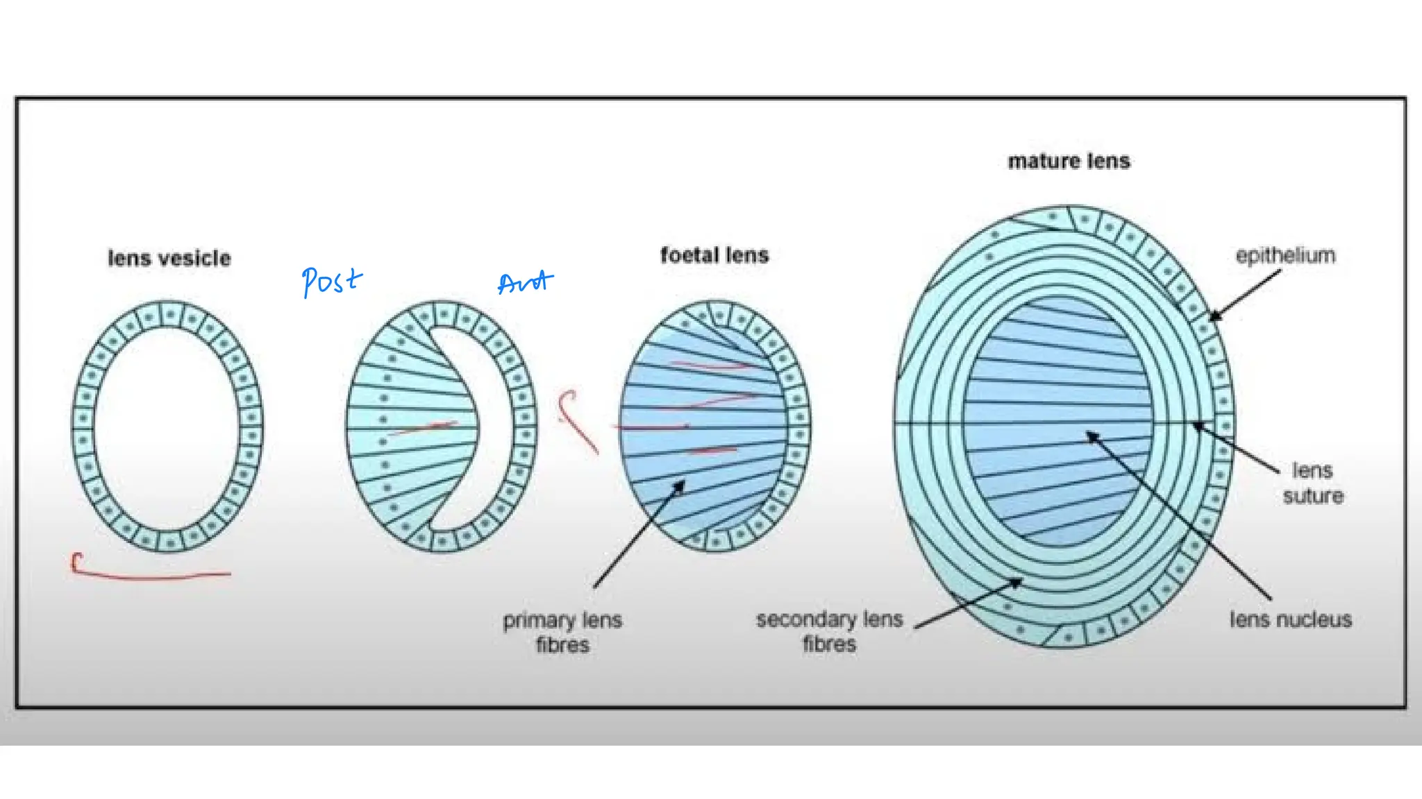 Anatomy of Lens and physiology of lens ppt | PPT