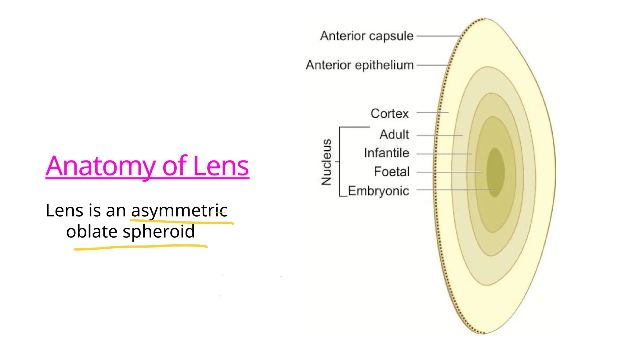 Anatomy of Lens and physiology of lens ppt | PPT